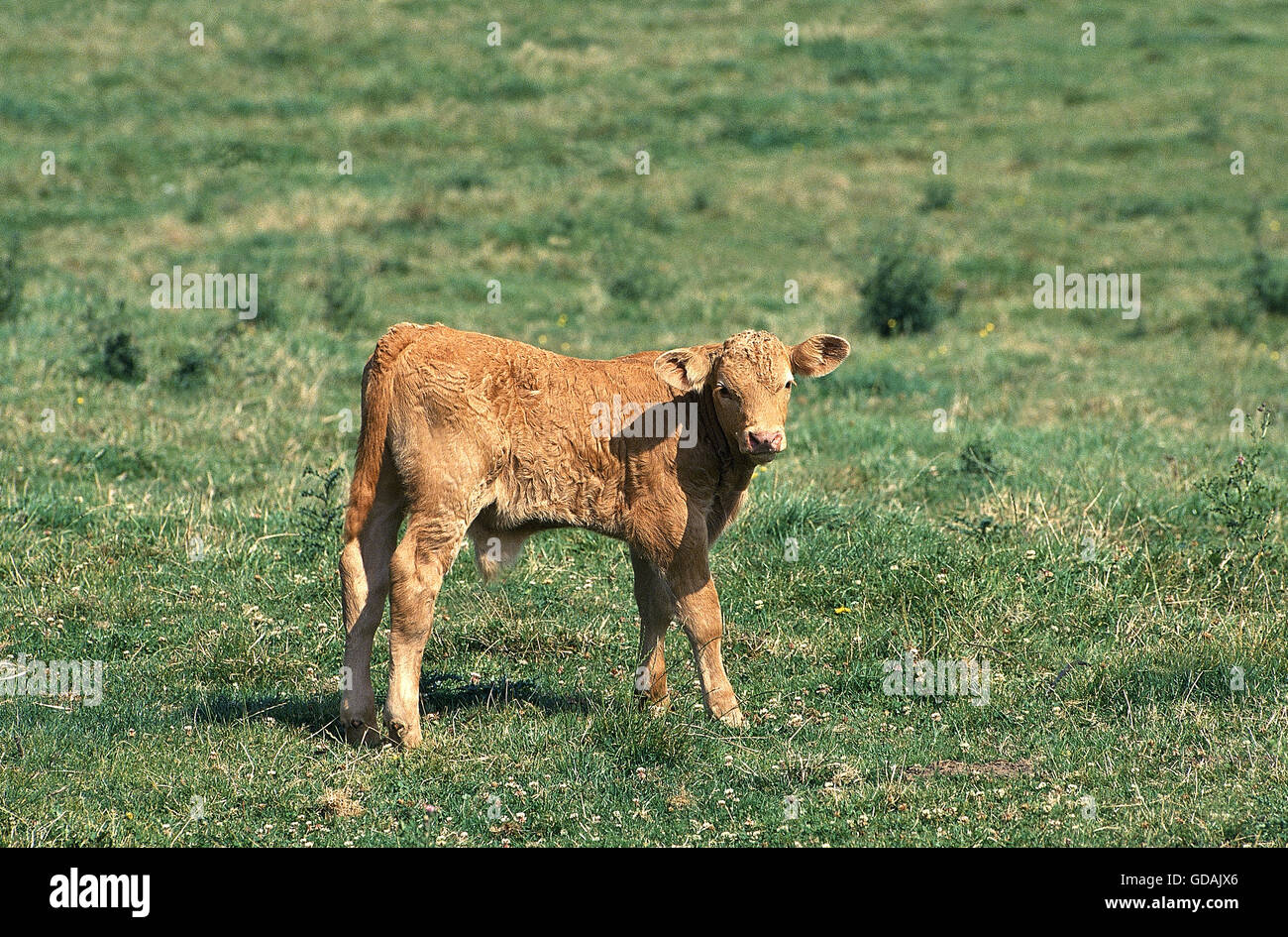 Open cattle pasture hi-res stock photography and images - Alamy