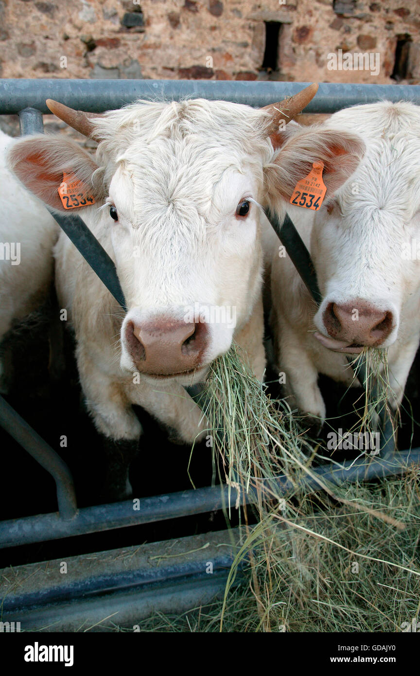 Charolais Domestic Cattle eating Hay Stock Photo - Alamy