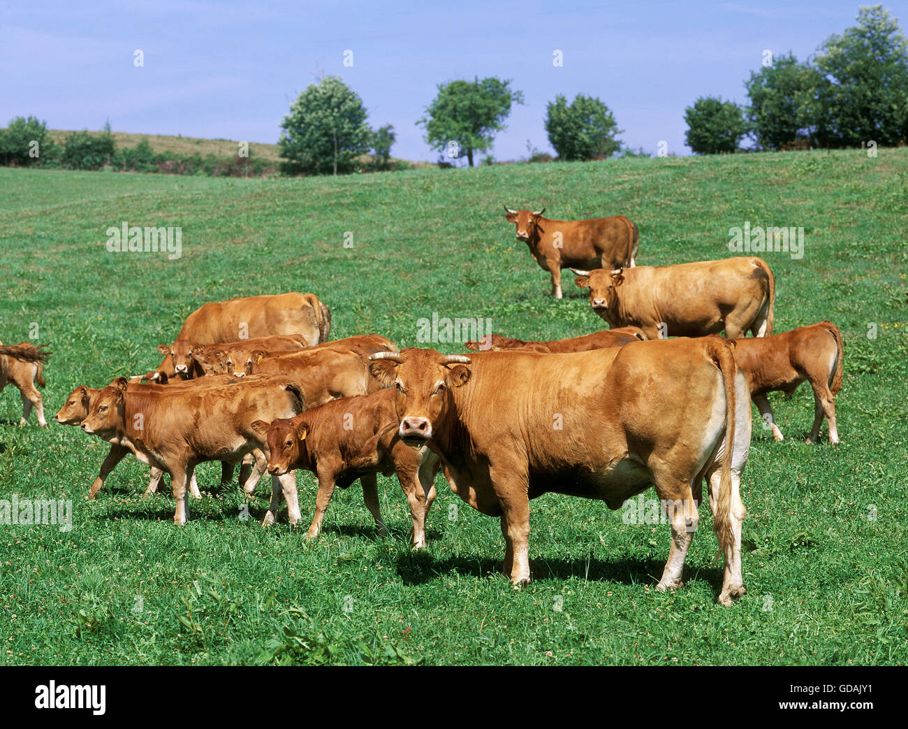 Limousin Domestic Cattle, Cows and Calves Stock Photo - Alamy