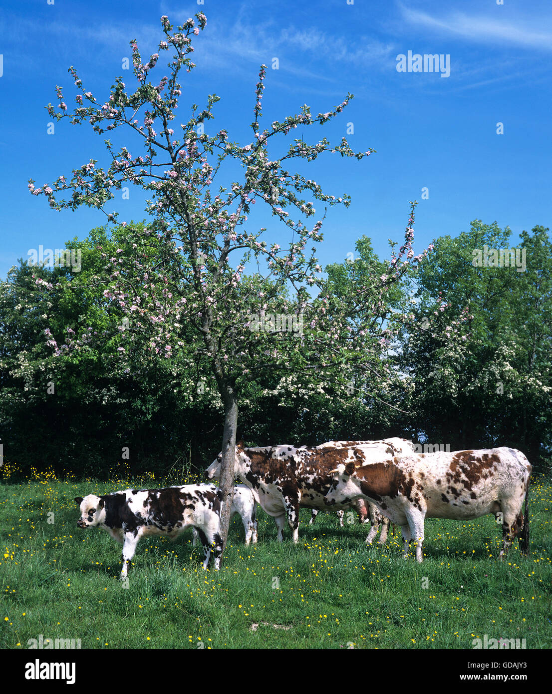 NORMANDY CATTLE, COWS WITH CALF UNDER APPLE TREE, NORMANDY Stock Photo ...