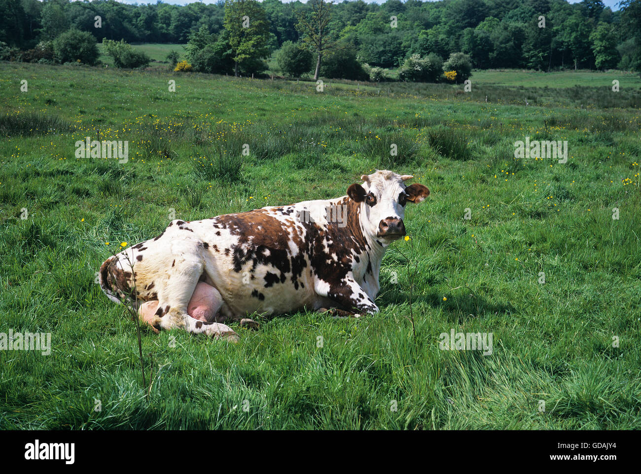 NORMANDY CATTLE, COW RESTING ON GRASS, NORMANDY Stock Photo - Alamy