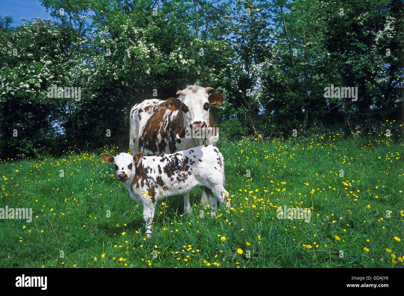 Normande cattle hi-res stock photography and images - Alamy