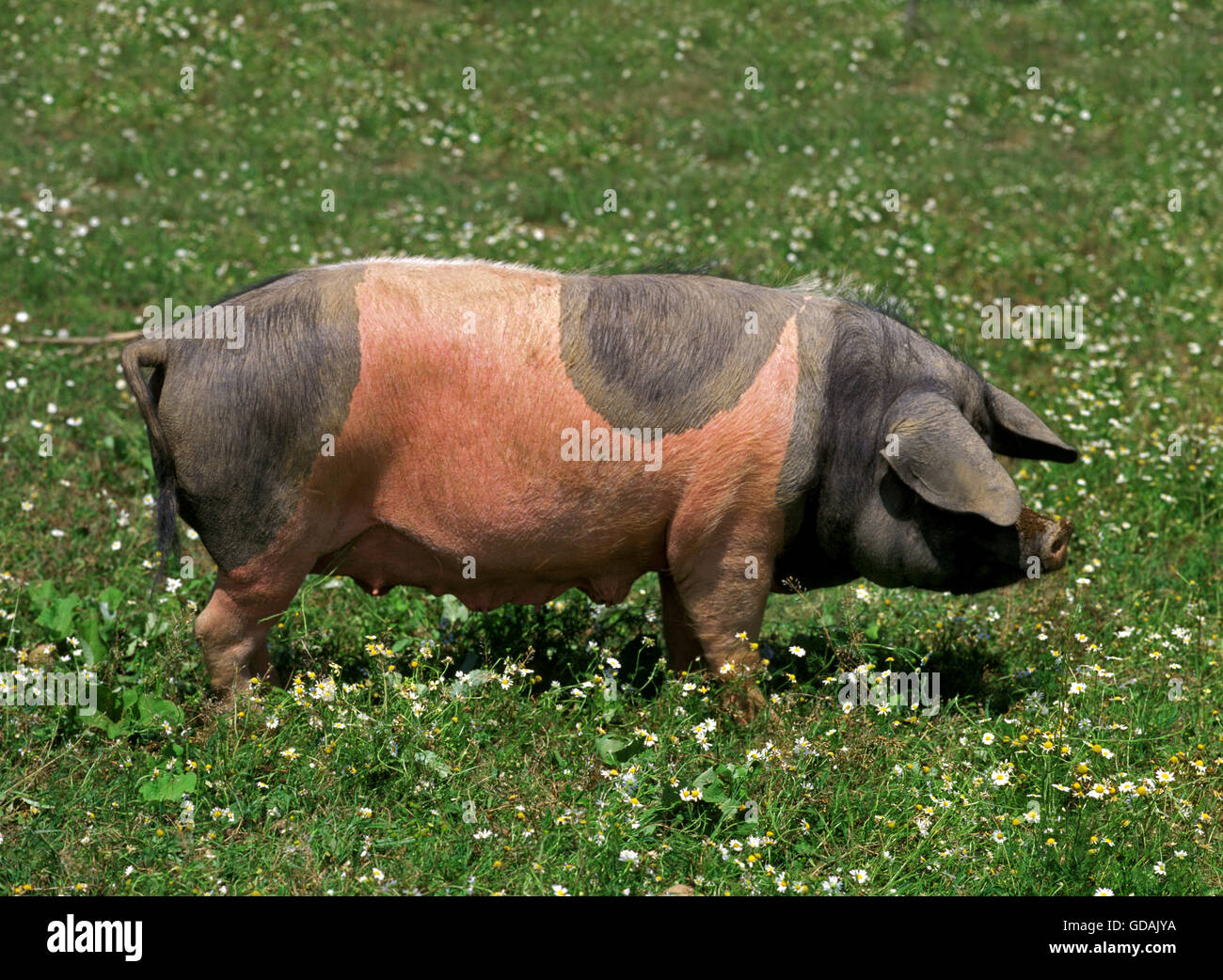 Limousin Domestic Pig, a French Breed, Female with wild Flowers Stock ...