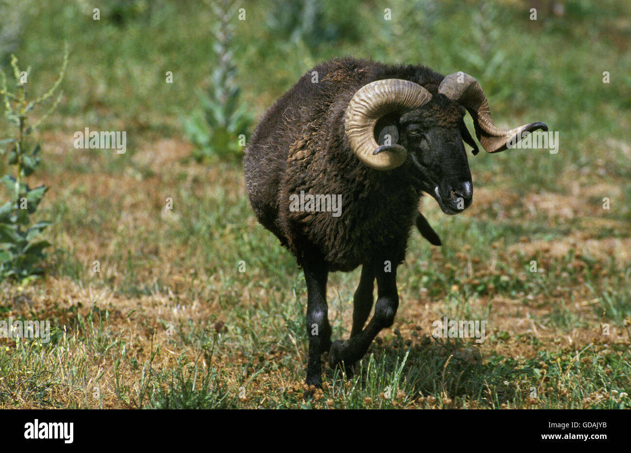 Karakul Sheep, Breed Producing Astrakan, Ram Stock Photo - Alamy