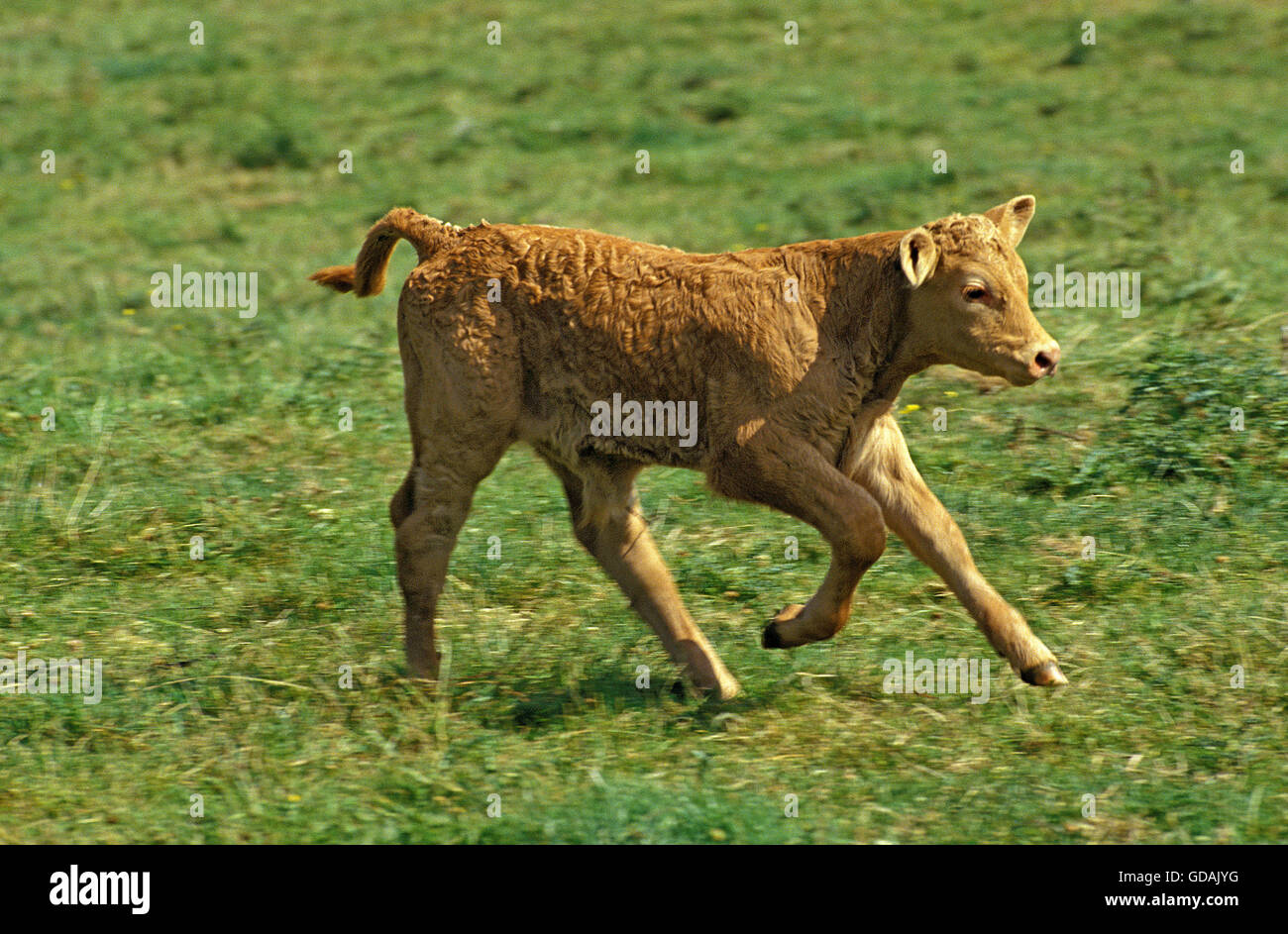 Breed of domestic cattle hi-res stock photography and images - Alamy