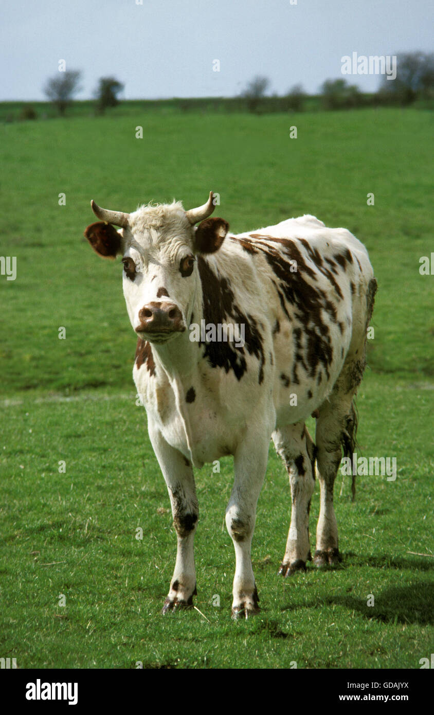 Normandy Cattle, Cow standing in Meadow, Normandy Stock Photo - Alamy