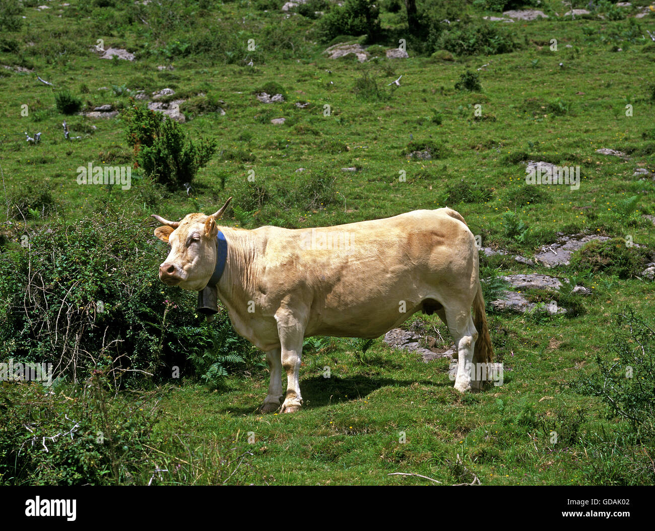 FRENCH CATTLE CALLED BLONDE D'AQUITAINE, COW WITH BELL Stock Photo - Alamy