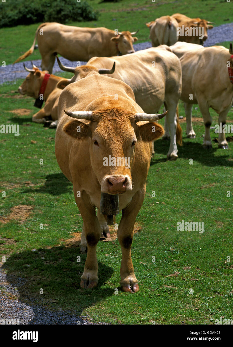 FRENCH CATTLE CALLED BLONDE D'AQUITAINE, HERD Stock Photo - Alamy