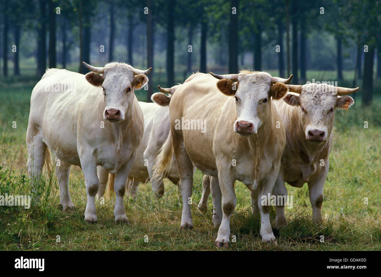 French cattle breed hi-res stock photography and images - Alamy