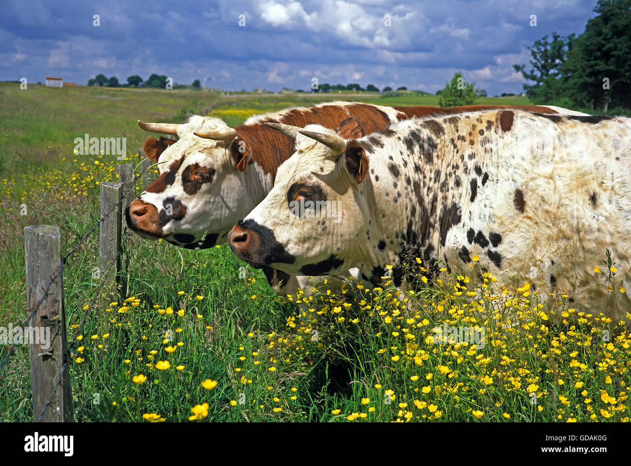 Normandy Cow with Flowers, Calvados in Normandy Stock Photo - Alamy