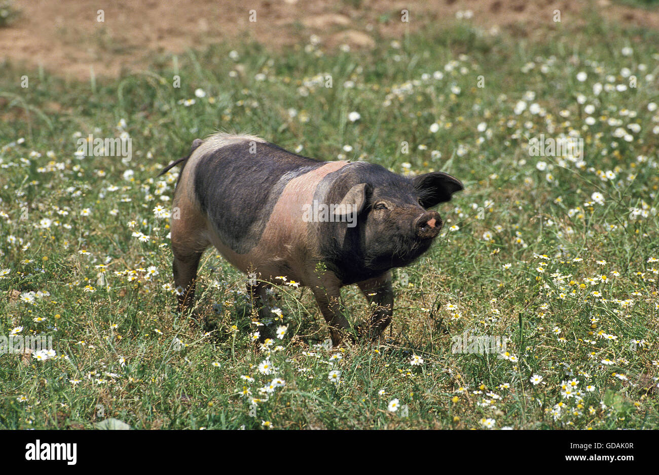 Limousin Pig, a French Breed, Adult standing on Flowers Stock Photo - Alamy