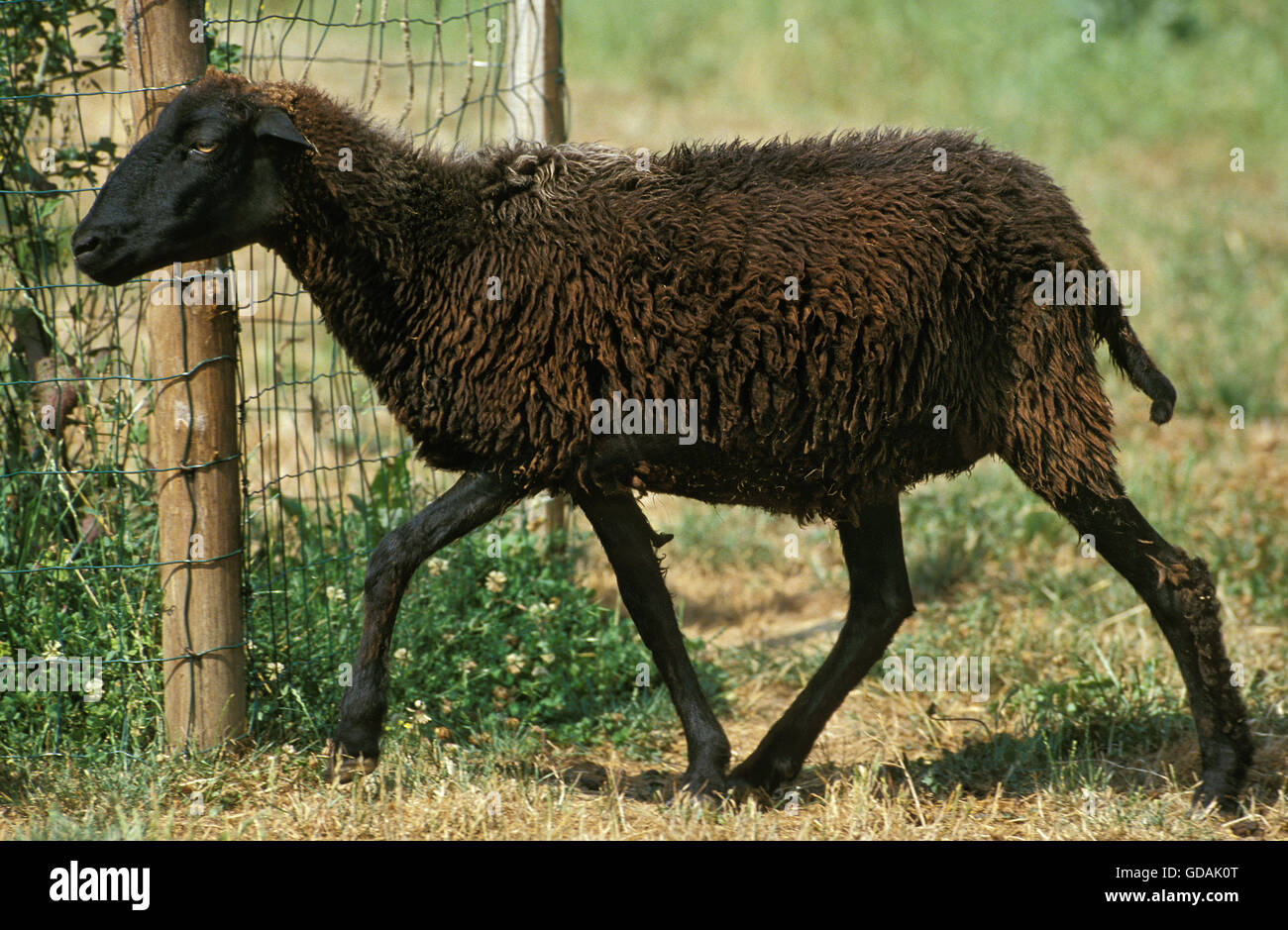 Karakul sheep hi-res stock photography and images - Alamy