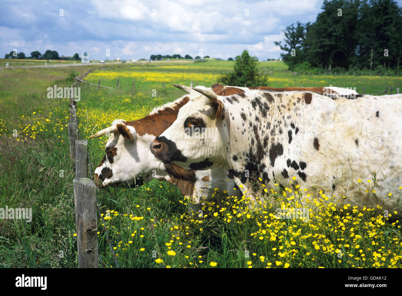 Normandy Cow, Domestic Cattle with Flowers, Normandy Stock Photo - Alamy