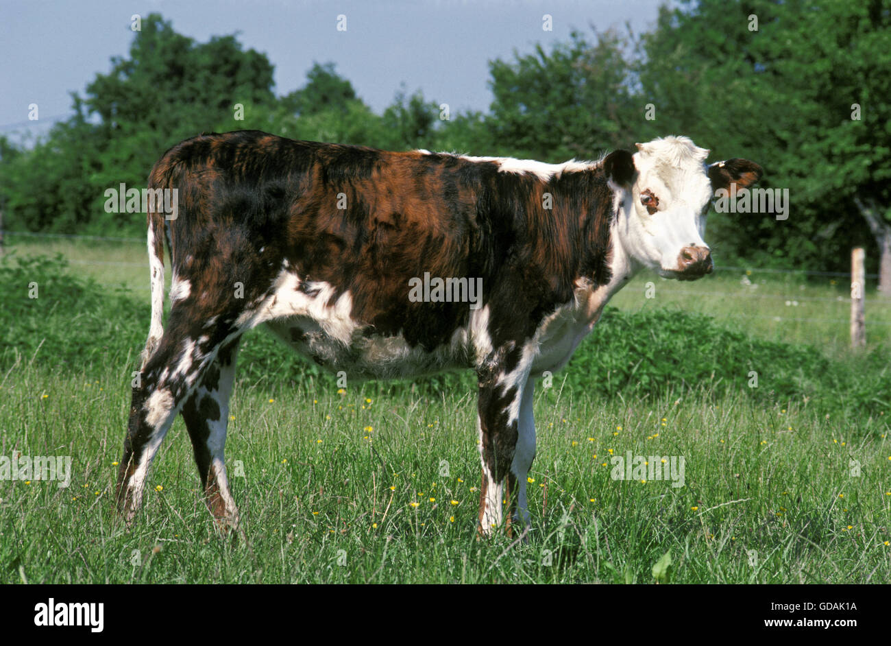 Normandy Cattle, Heifer standing in Meadow, Calvados in France Stock ...