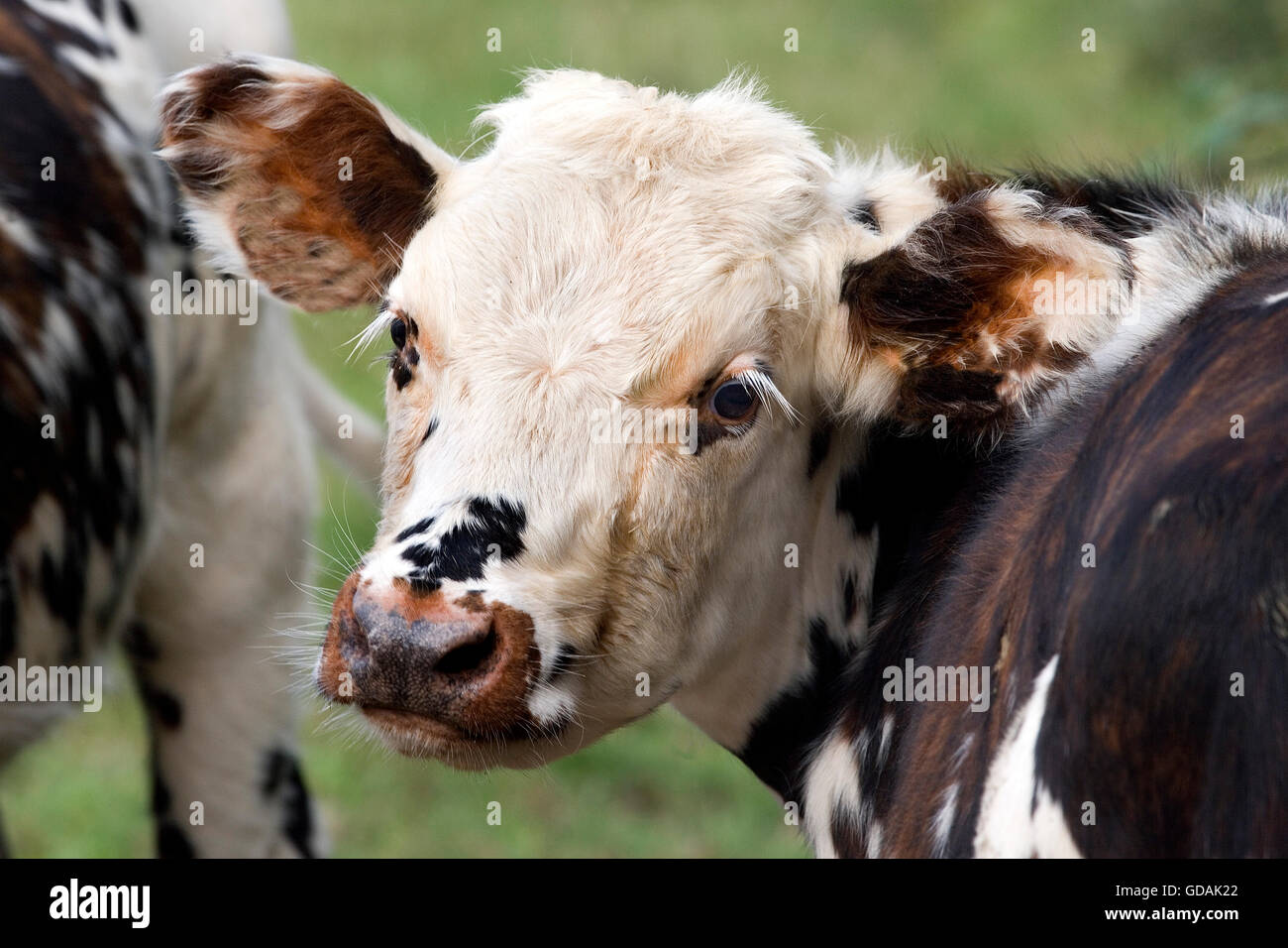 Normandy Cow, Domestic Cattle Stock Photo - Alamy