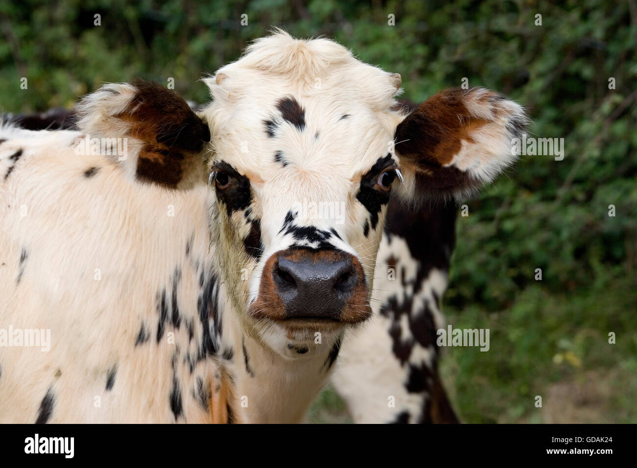 Normandy Cow, Domestic Cattle Stock Photo - Alamy