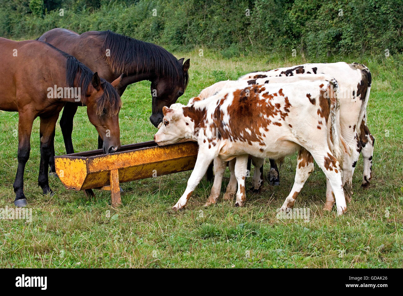 NORMANDY CATTLE WITH FRENCH TROTTER HORSES, HERD EATING, NORMANDY Stock ...