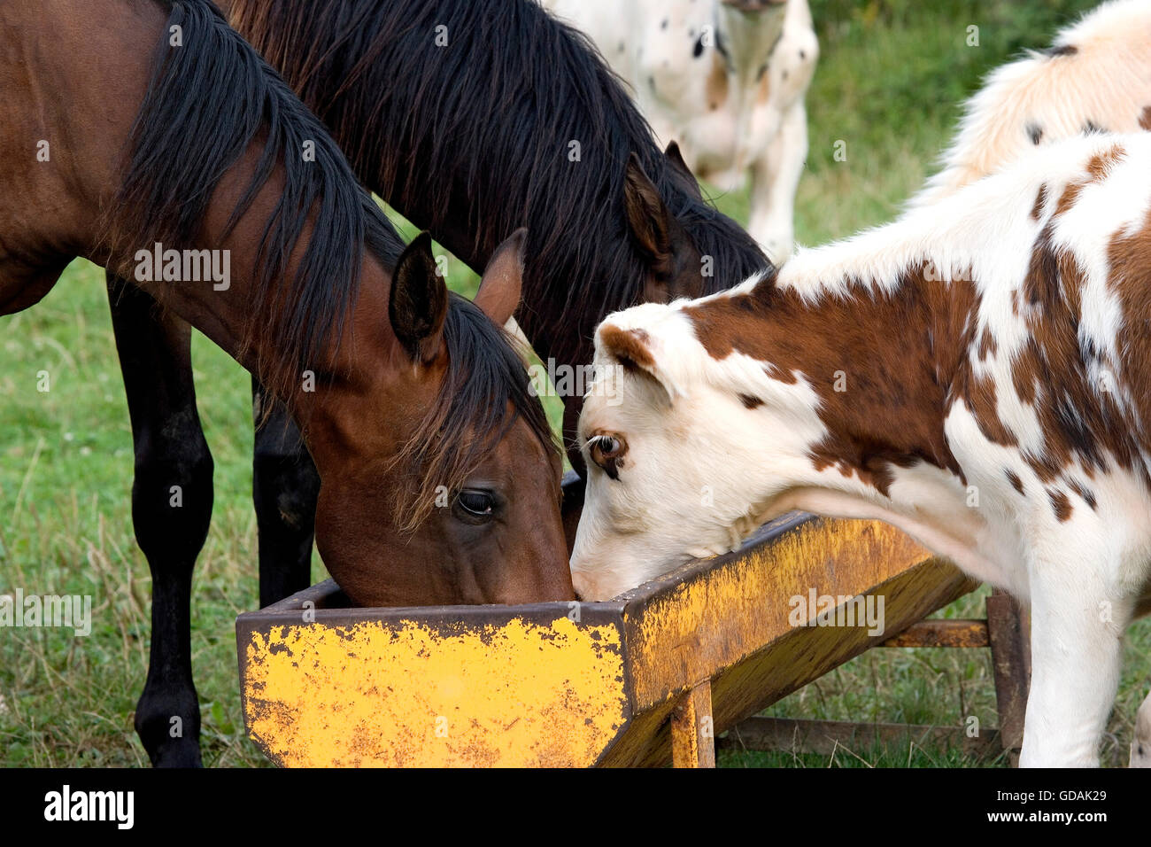 French trotter horse and Normandy Cow, Domestic Cattle Stock Photo - Alamy