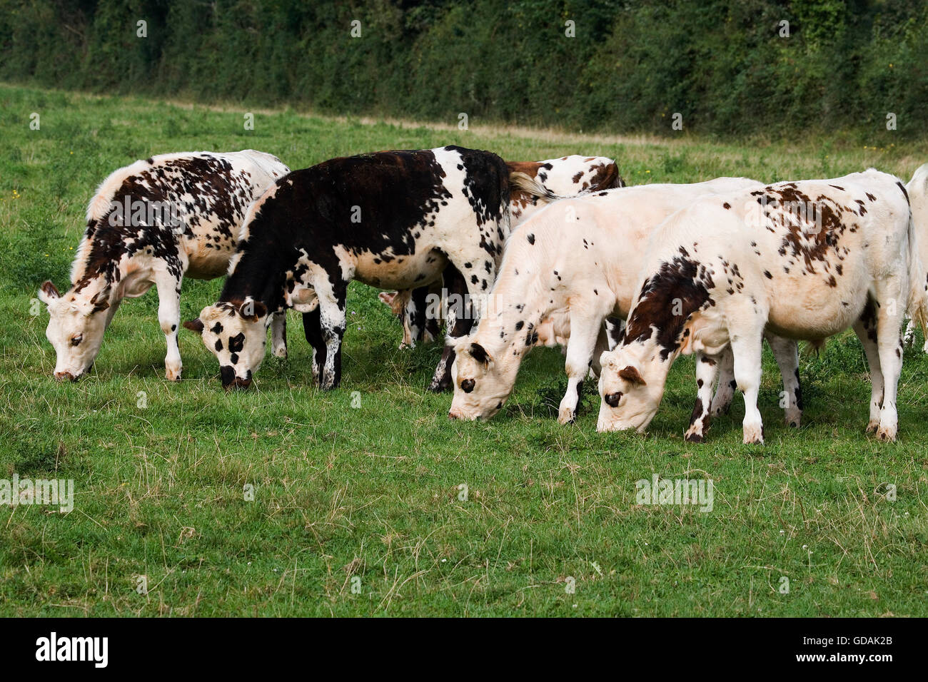 NORMANDY CATTLE, HERD GRAZING IN PASTURE, NORMANDY Stock Photo - Alamy