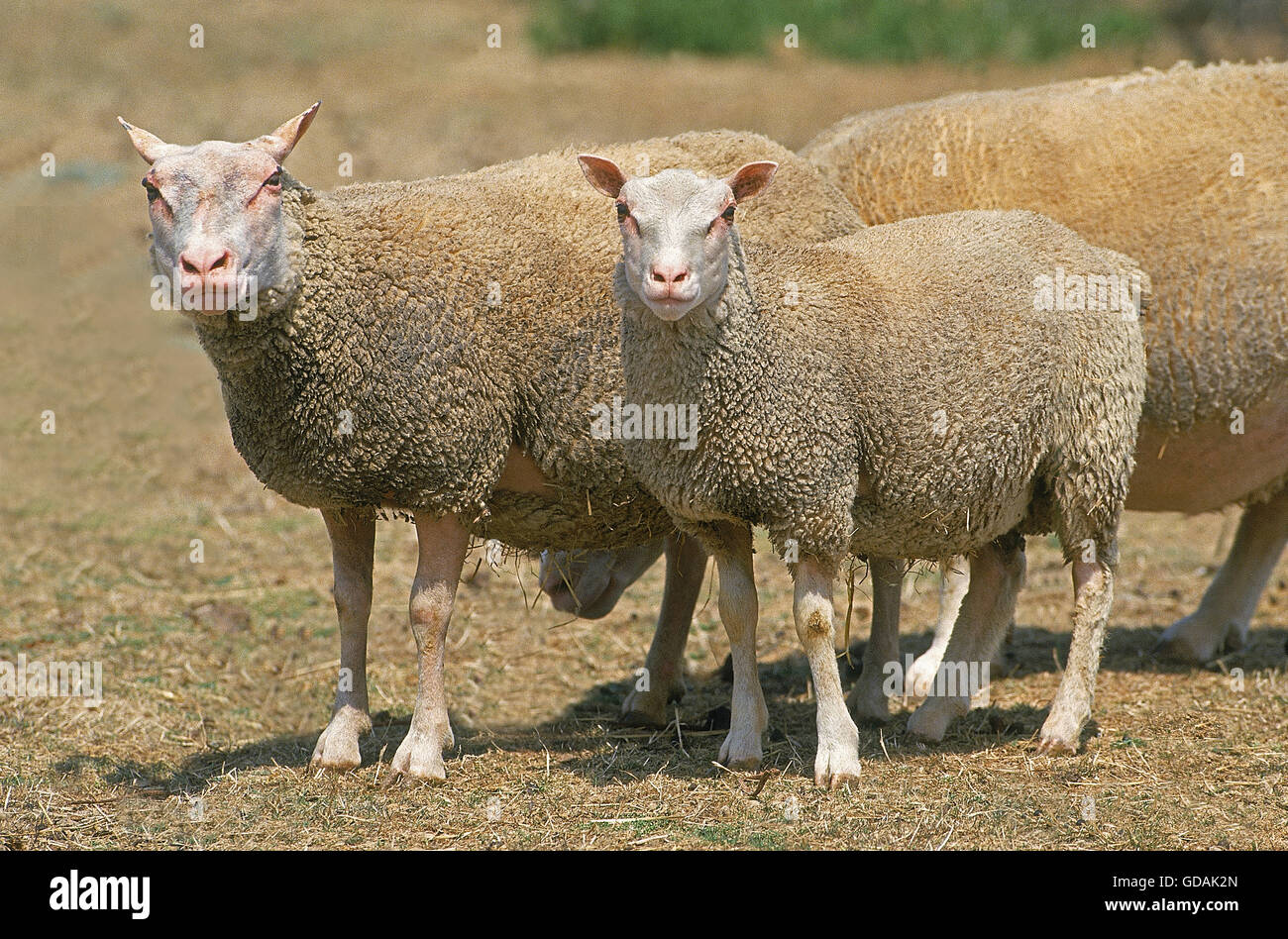 Charmois sheep hi-res stock photography and images - Alamy