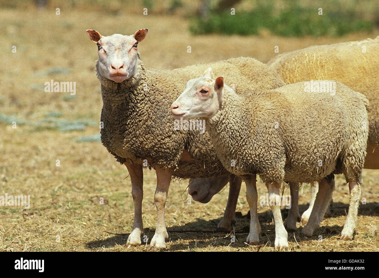 Chamois coloured goat hi-res stock photography and images - Alamy