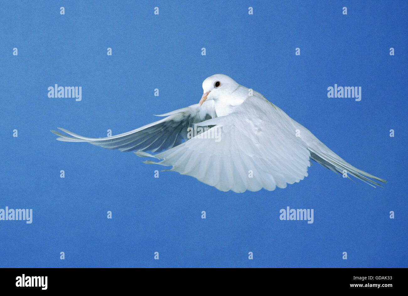 Dove flying hi-res stock photography and images - Alamy