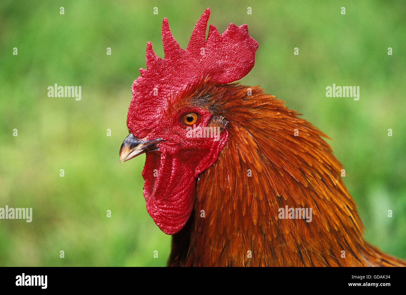 BROWN RED MARANS COCK, A FRENCH BREED Stock Photo - Alamy