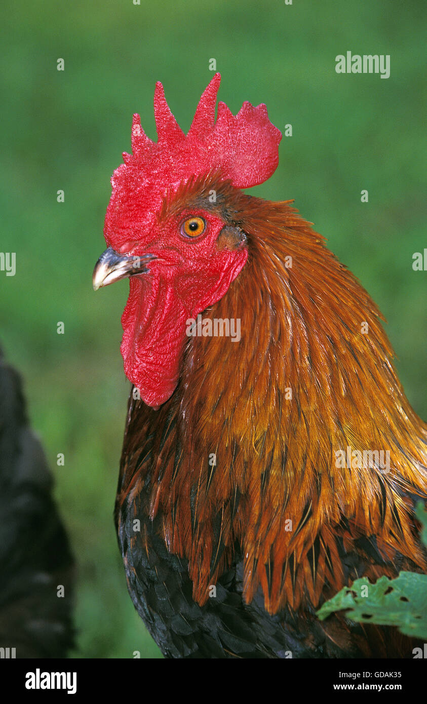BROWN RED MARANS COCK, A FRENCH BREED Stock Photo - Alamy