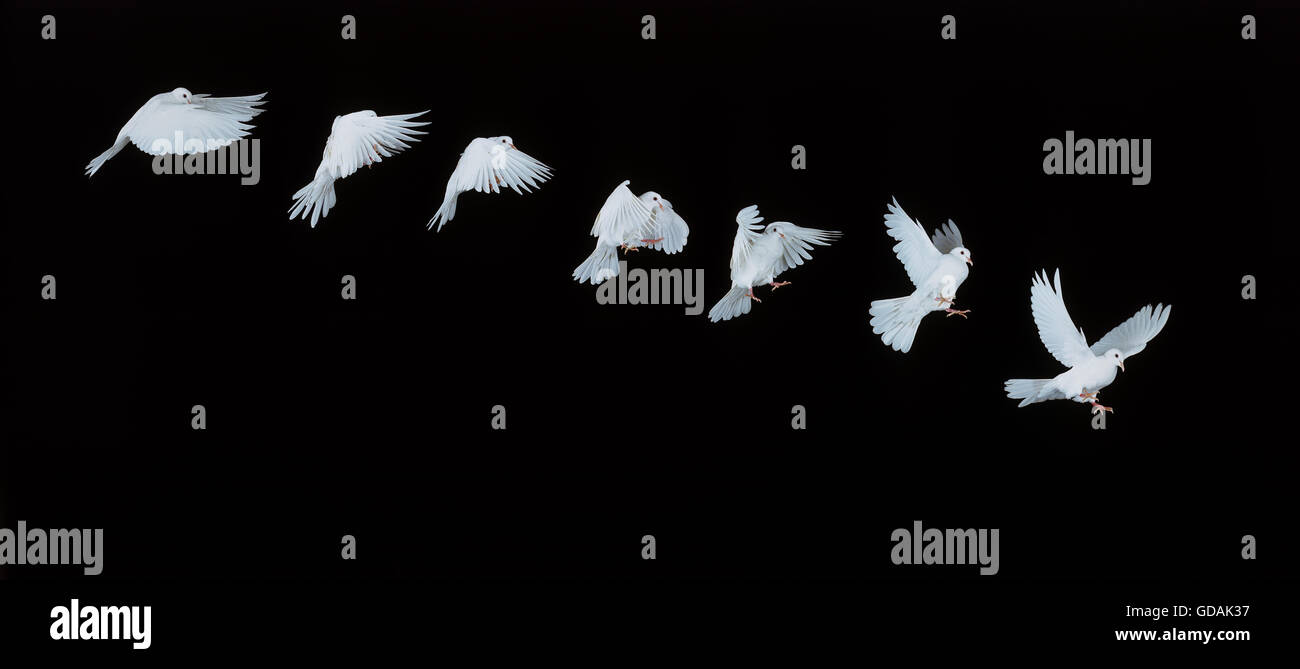 White Dove, in Flight, Movement Sequence Stock Photo - Alamy
