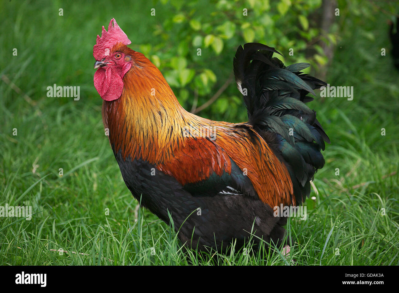 Domestic Chicken, Brown Red Marans Rooster, a French Breed Stock Photo ...