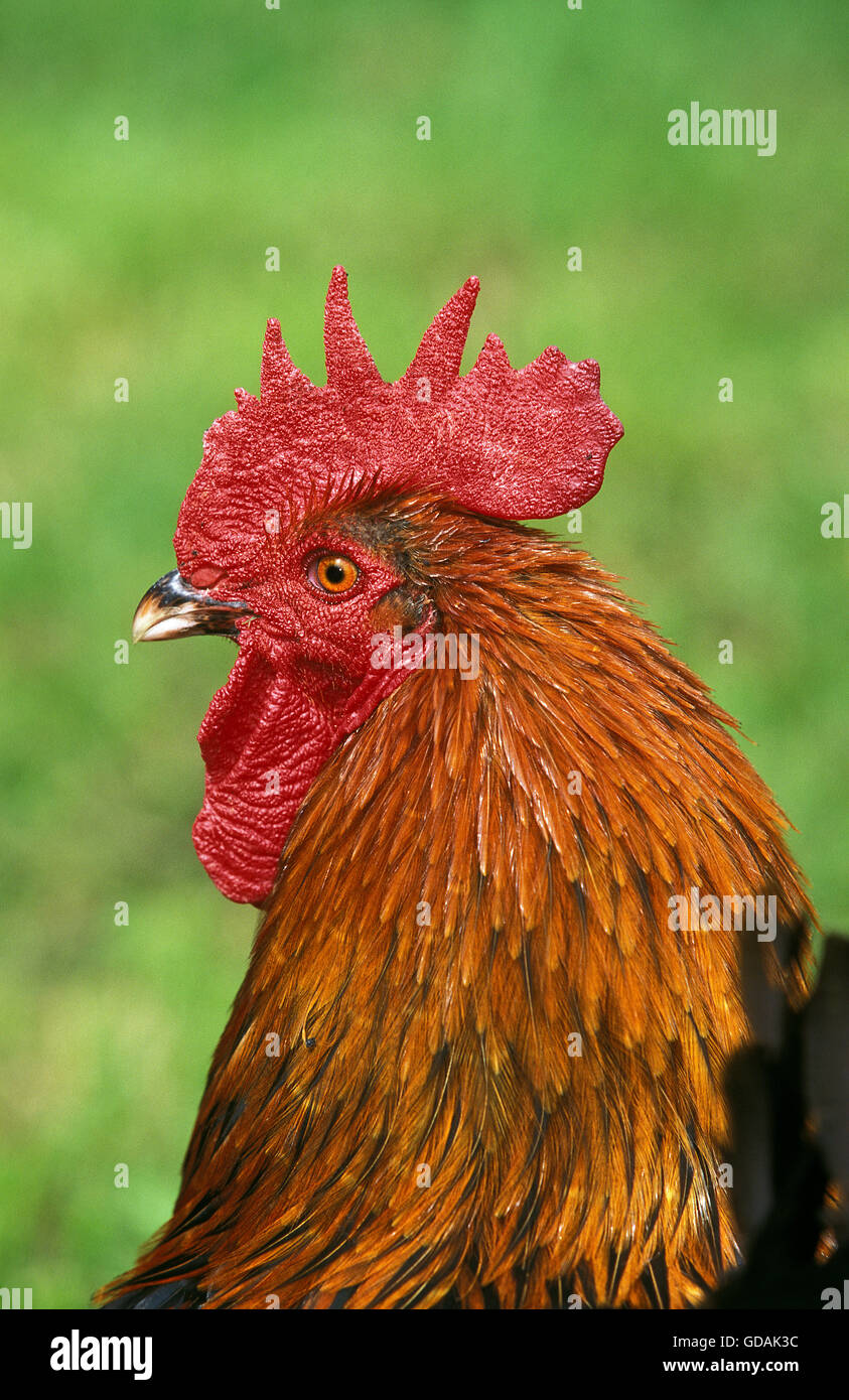 Brown Red Marans Chicken, A French Breed, Portrait of Cockerel Stock ...