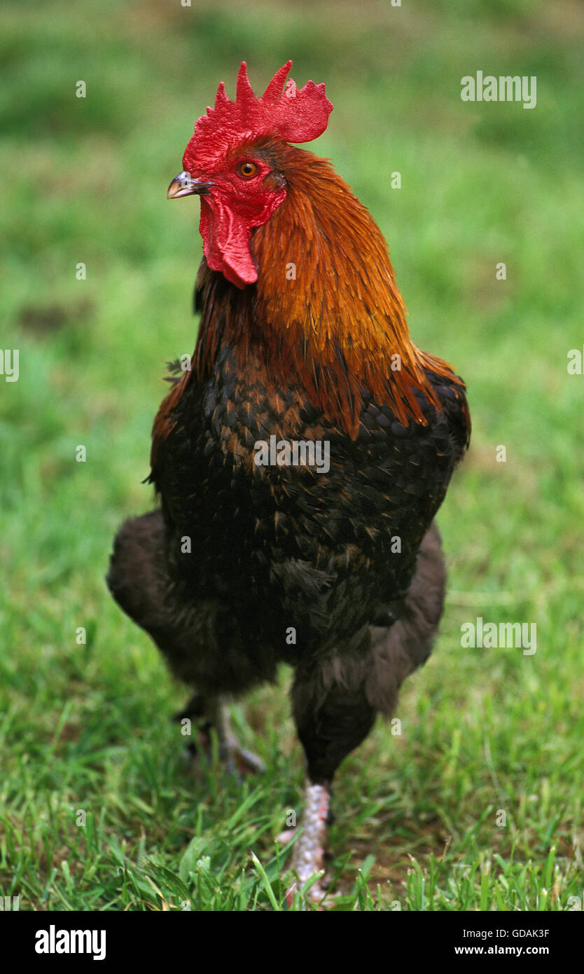 Brown Red Marans Chicken, A French Breed, Cockerel standing on Grass ...