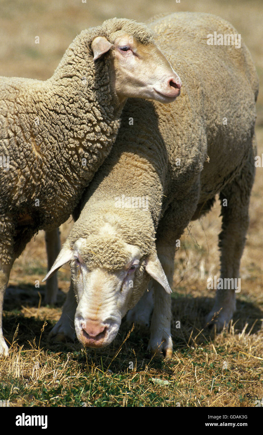 Ram male and female hi-res stock photography and images - Alamy