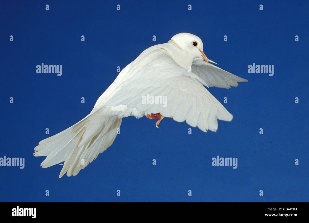White dove flying blue sky hi-res stock photography and images - Alamy