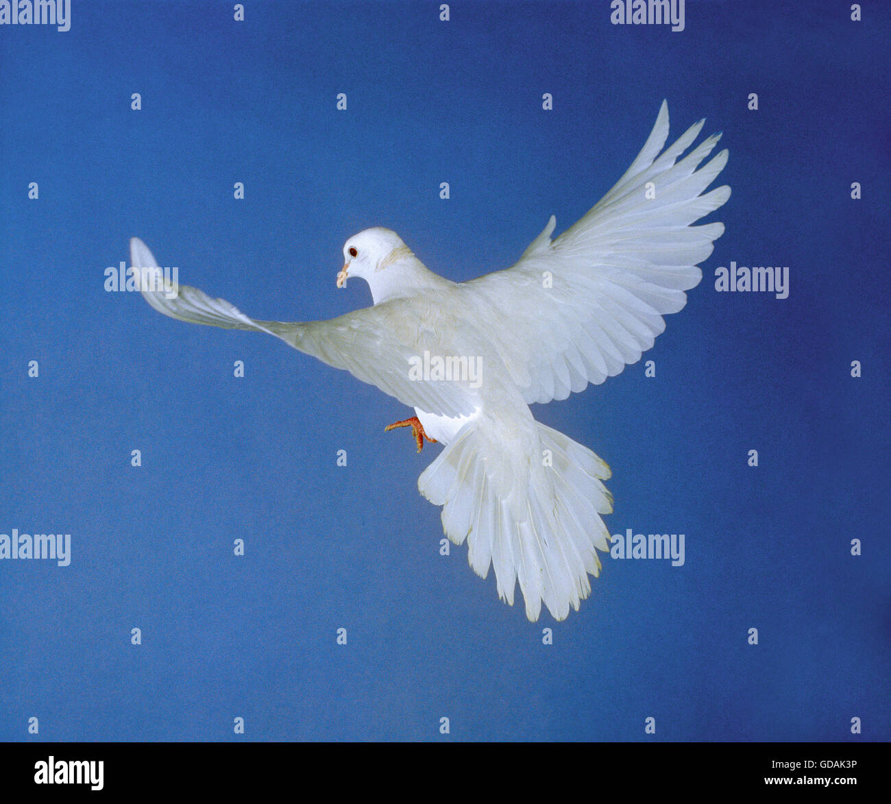 White Dove, Adult in Flight against Blue Sky Stock Photo - Alamy