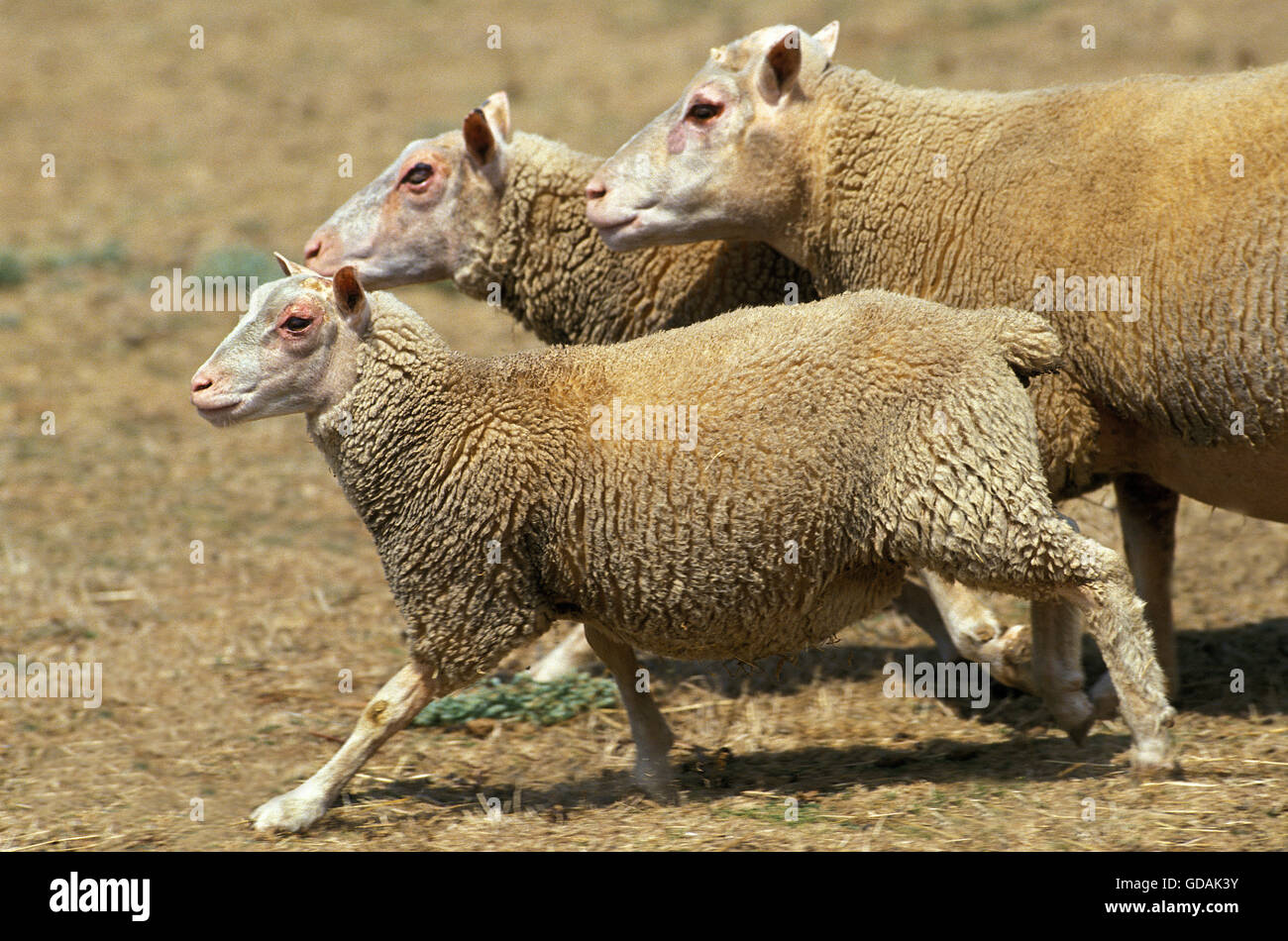 CHARMOIS SHEEP, A FRENCH BREED, GROUP RUNNING THROUGH MEADOW Stock ...