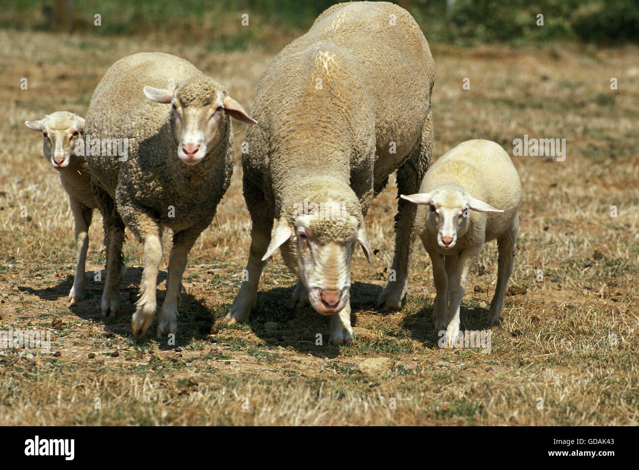 Wurtemberg Domestic Sheep, German Breed, Ewe and Lamb Stock Photo - Alamy
