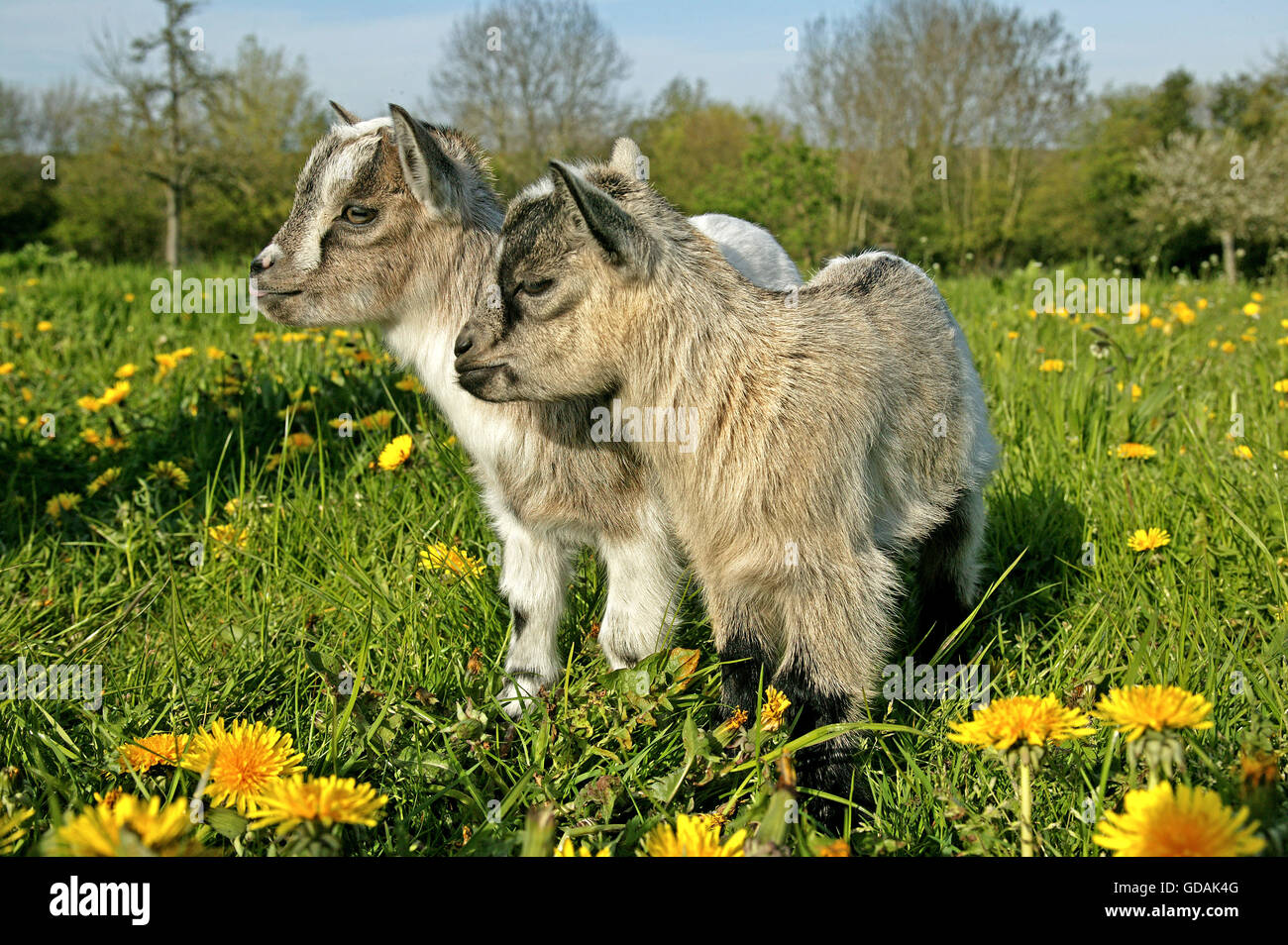 3 Months Old Pygmy Goat or Dwarf Goat, capra hircus Stock Photo - Alamy