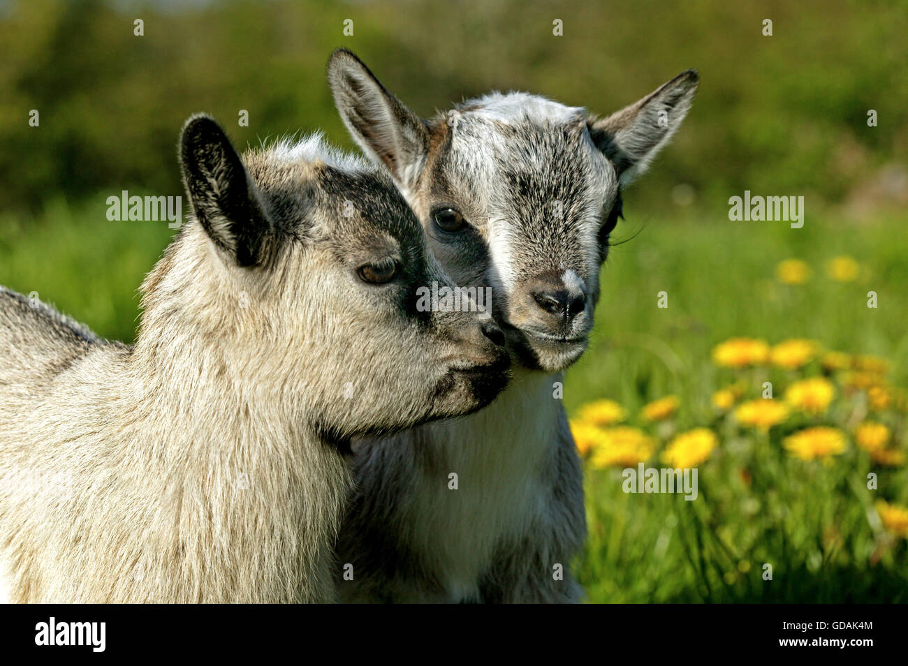 Two dwarf goats hi-res stock photography and images - Alamy