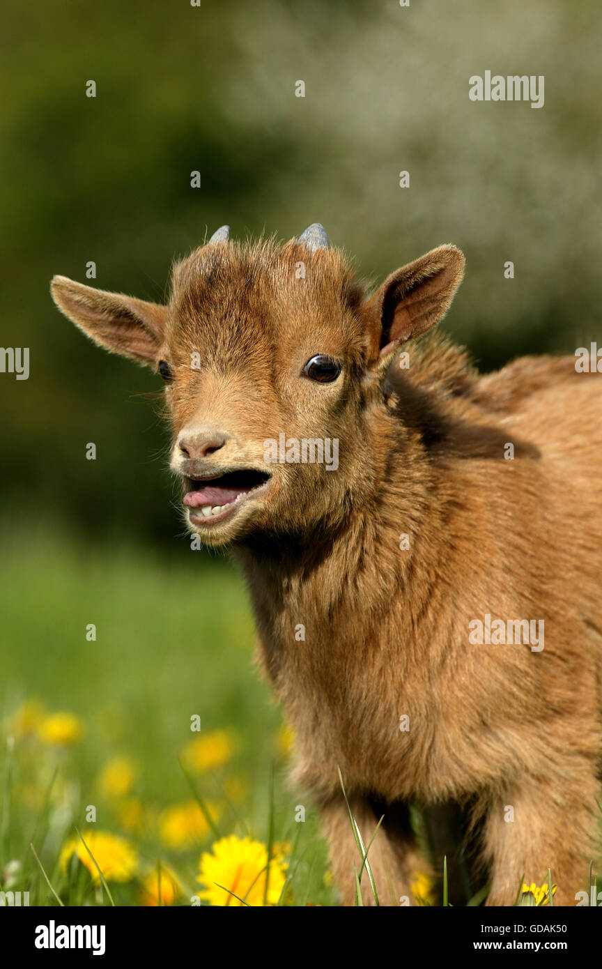 Brown Baby Pygmy Goats Pygmy Goats & Livestock