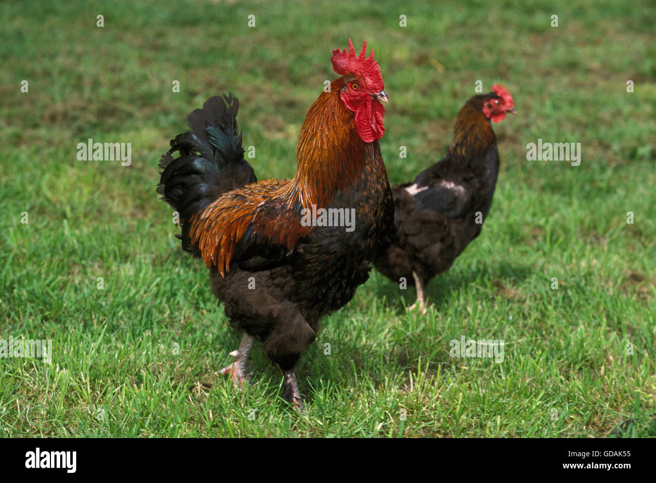 Brown Red Marans Domestic Chicken, a French Breed, Cockerel with Hen ...
