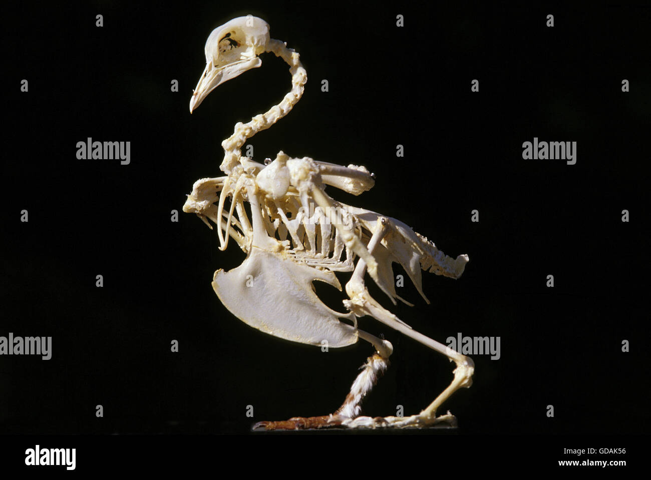 Racing pigeon hi-res stock photography and images - Alamy