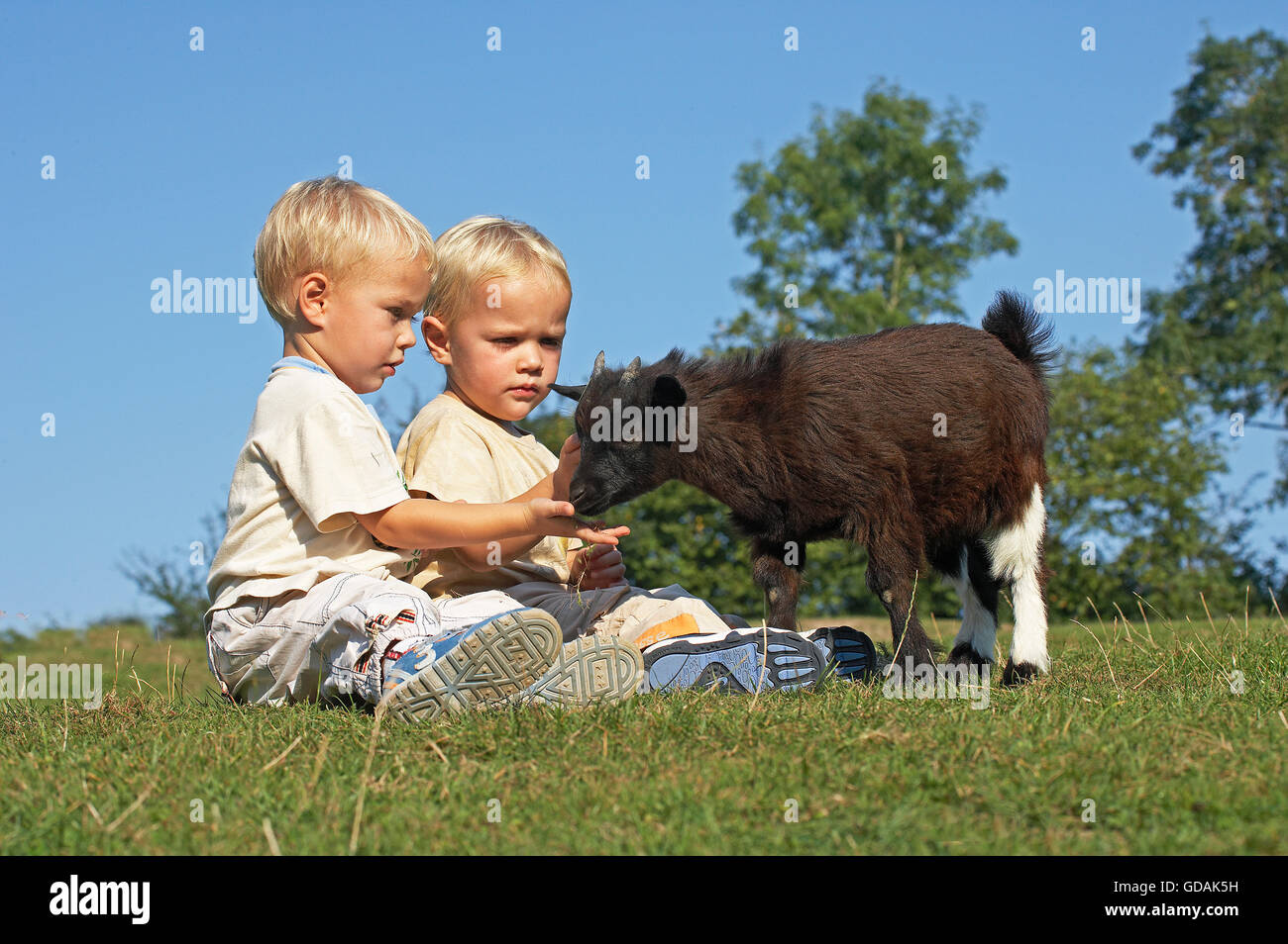 Boys and Pygmy Goat Stock Photo - Alamy