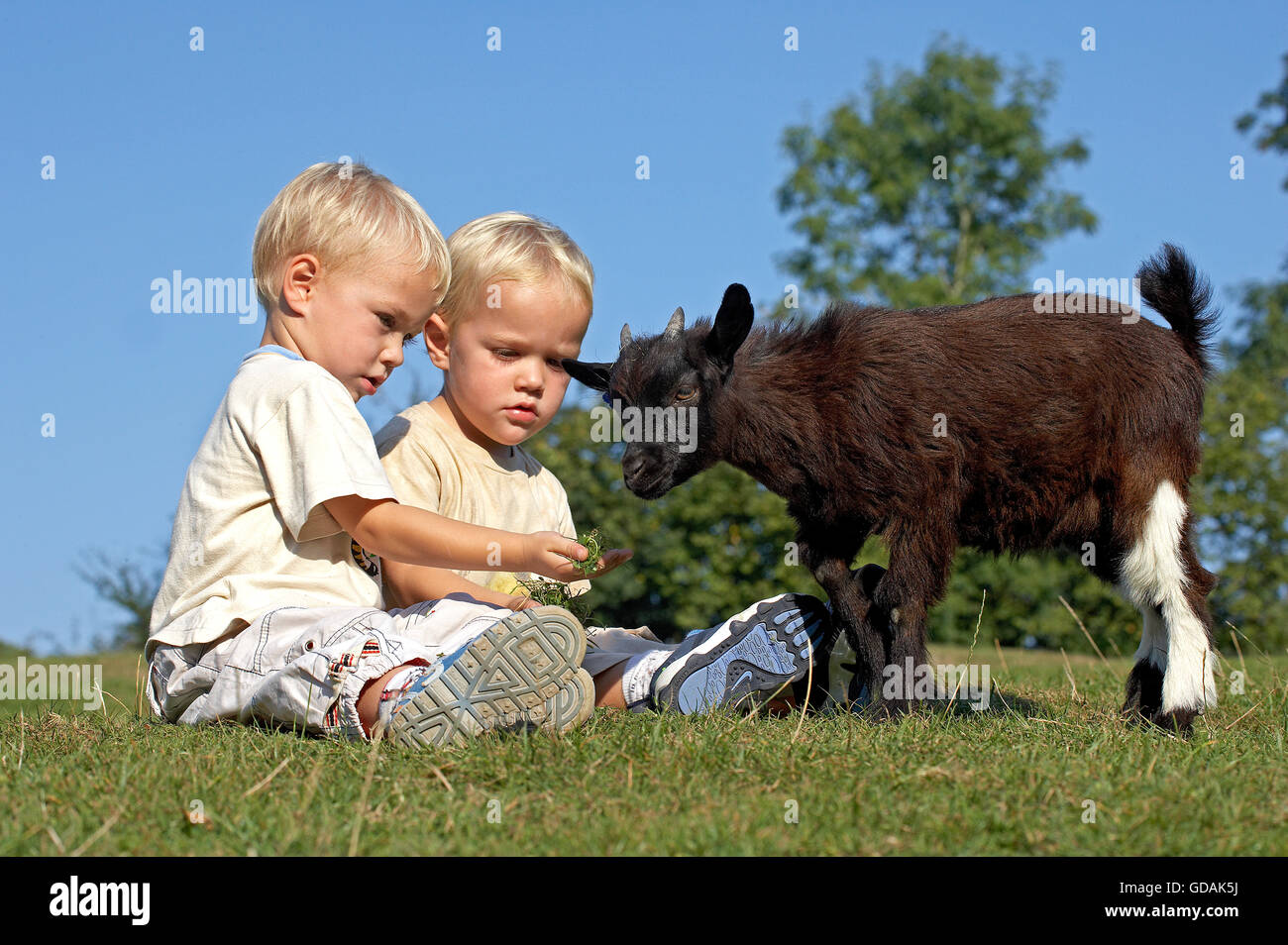 Children with dwarf goats hi-res stock photography and images - Alamy