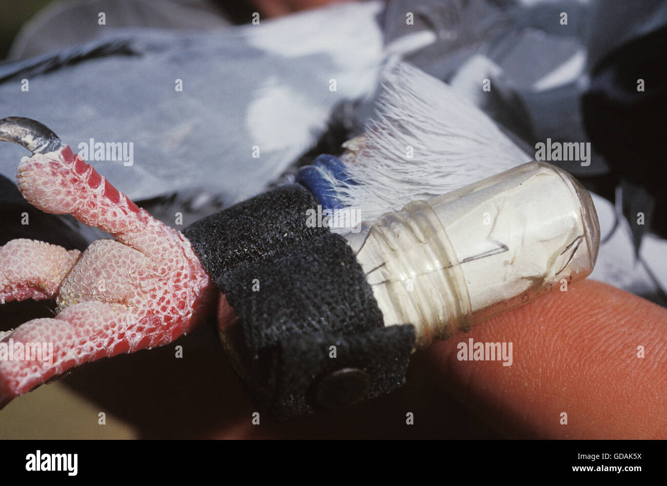 Carrier Pigeon carrying Message Stock Photo - Alamy