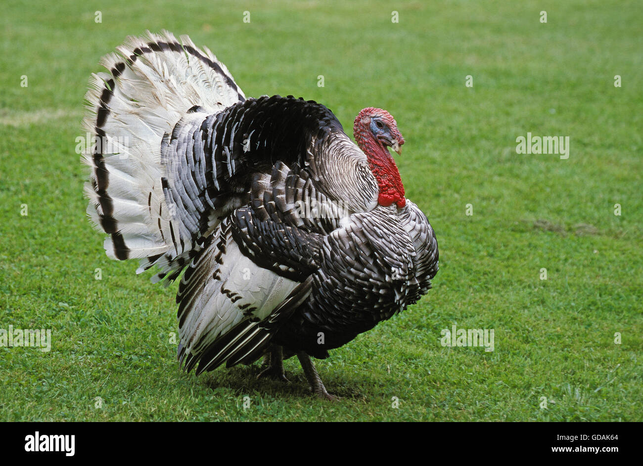 ROYAL TURKEY COCK DISPLAYING WITH THE TAIL FANNED OUT Stock Photo - Alamy