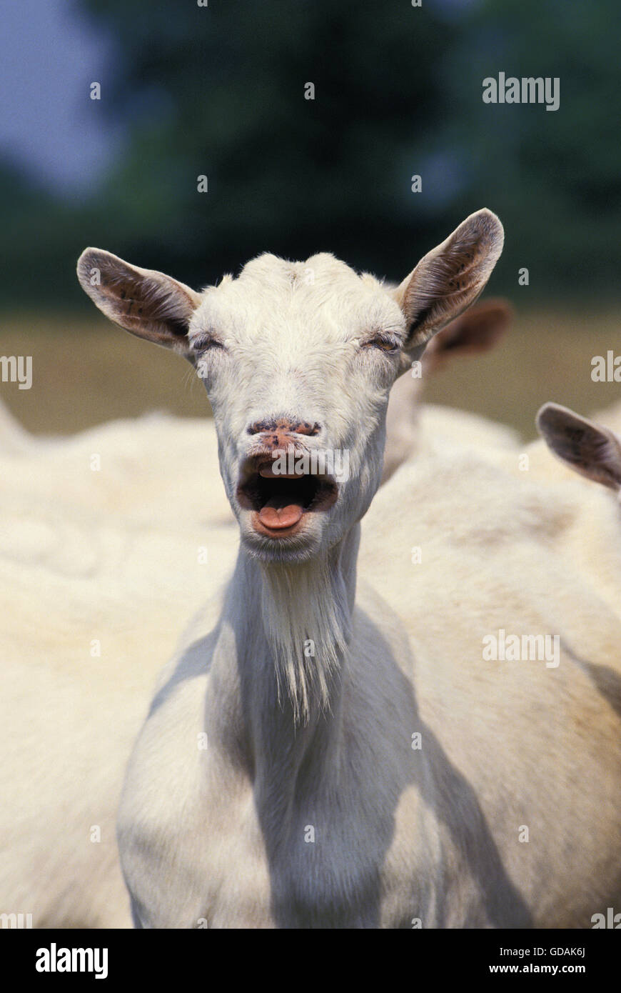 Saanen Goat, Female Bleating Stock Photo - Alamy