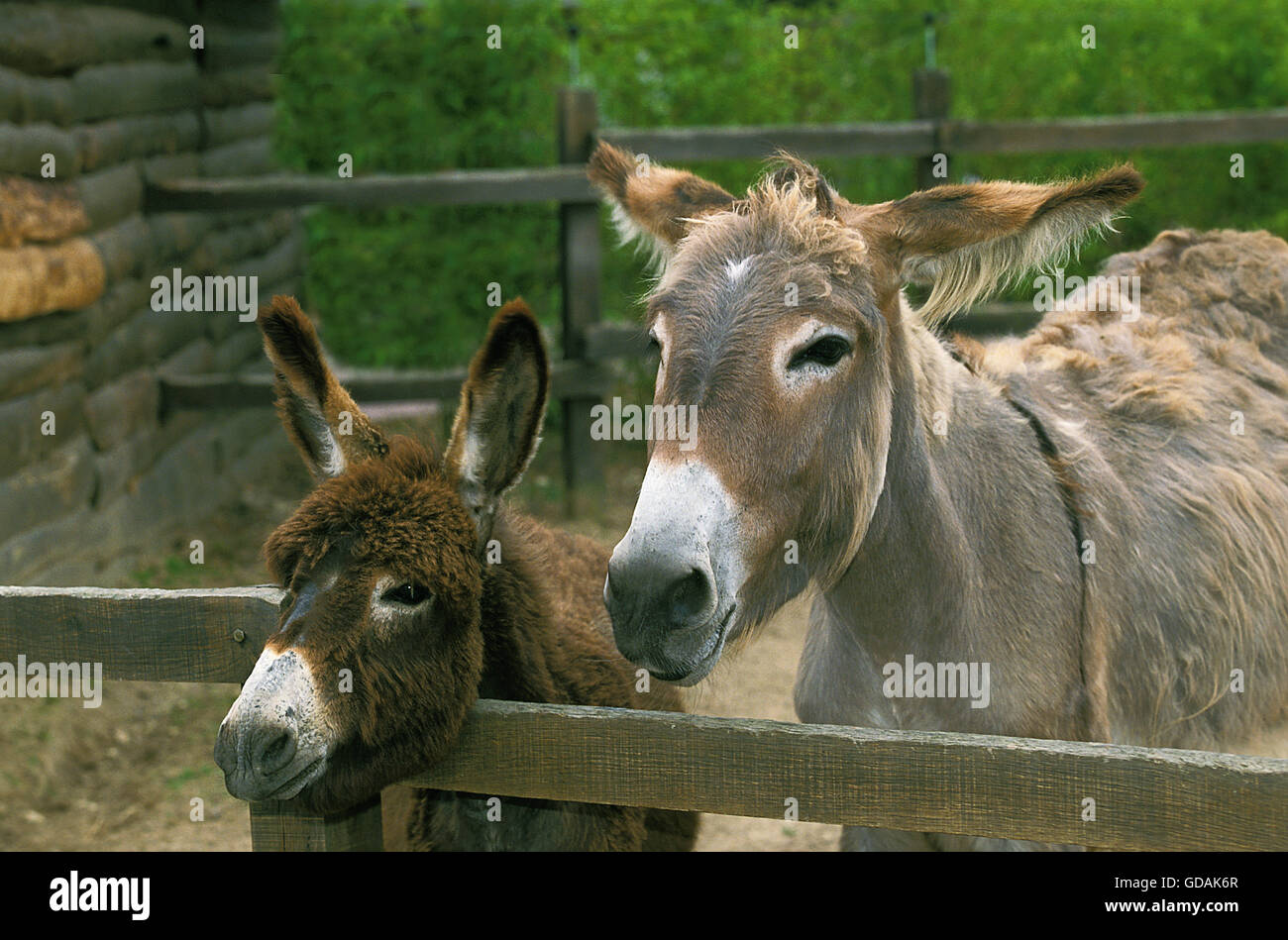 Donkey and Grey Donkey in a Farm, France Stock Photo - Alamy