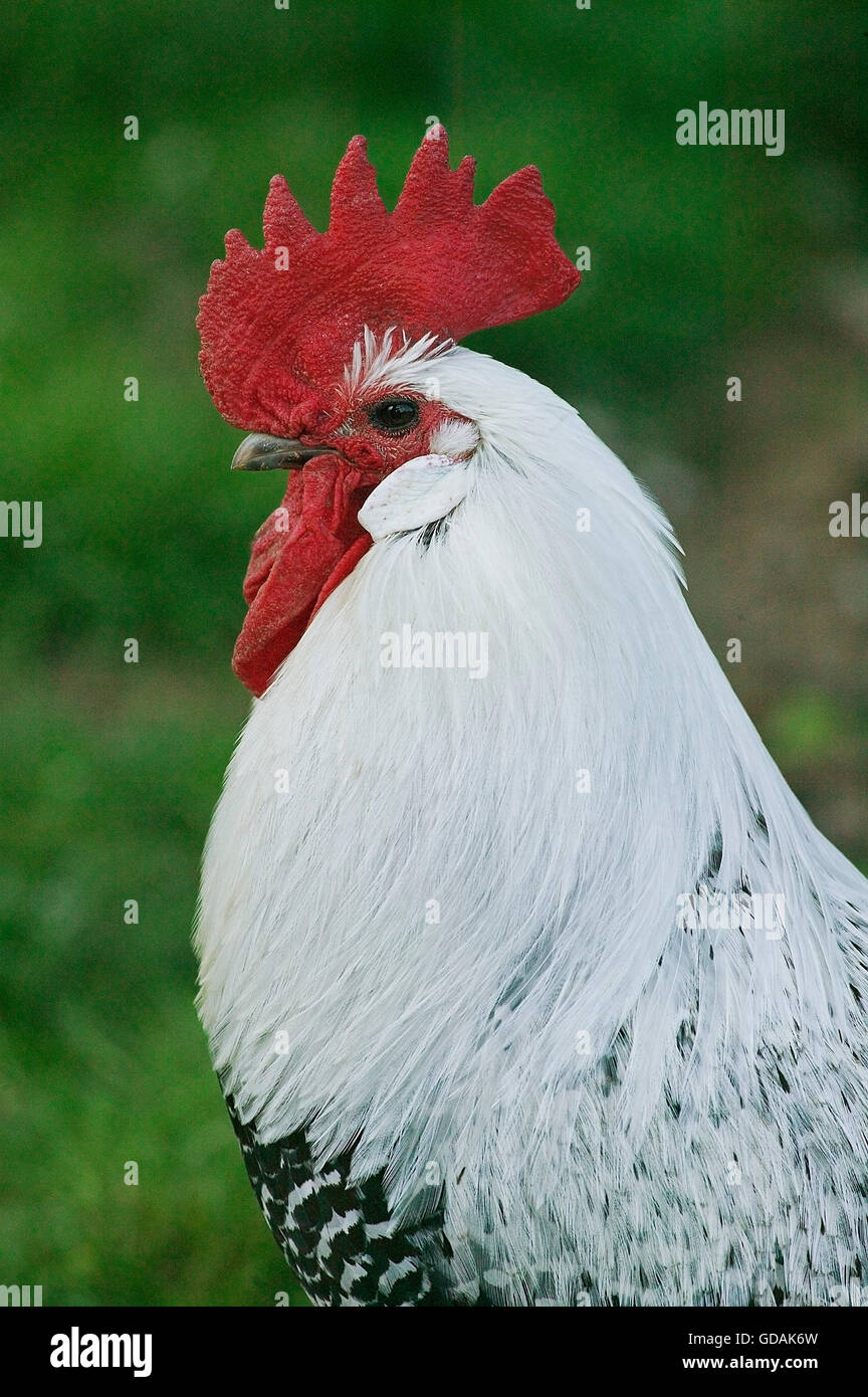 Domestic Chicken, Brakel or Braekel Rooster, a Belgian Breed Stock ...