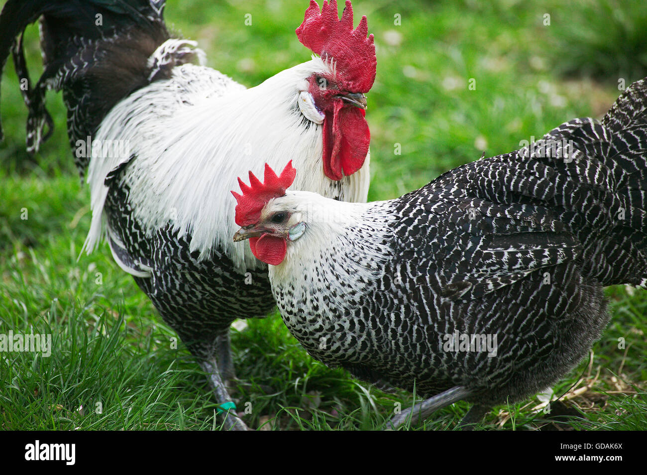Domestic Chicken, Brakel or Braekel Hen and Rooster, a Belgian Breed ...